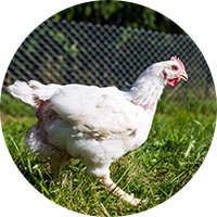 Programs and Practices | Perdue Farms